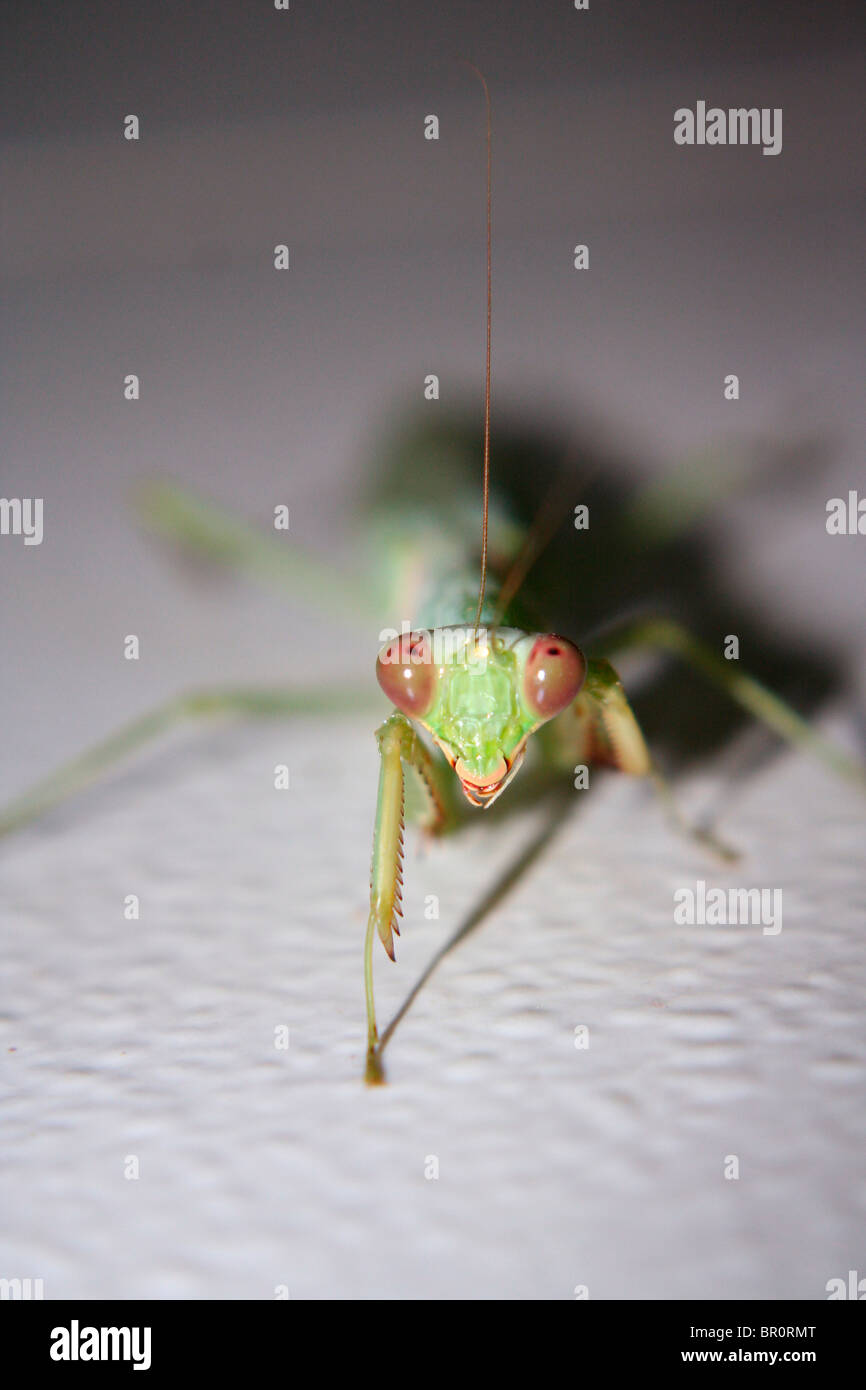 Giant indian praying mantis hi-res stock photography and images - Alamy