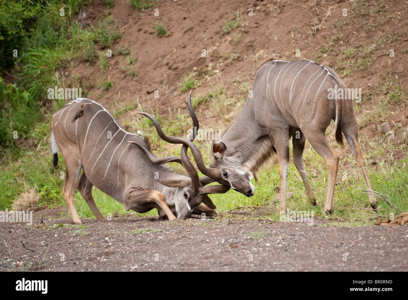 Greater kudu fighting (Tragelaphus strepsiceros, Mashatu Game Reserve ...