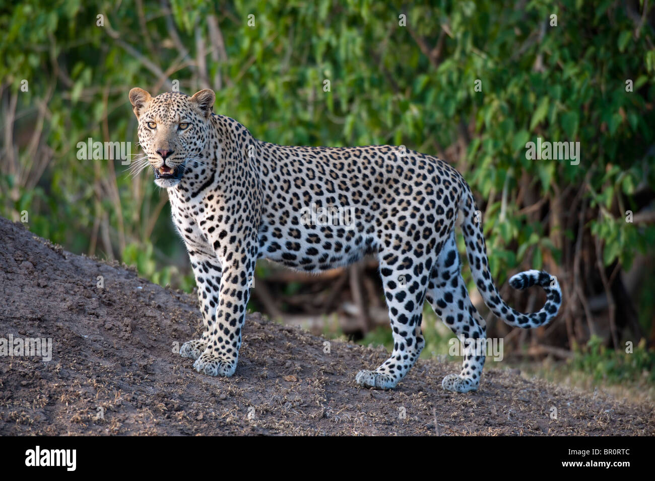 Leopard (Panthera pardus), Mashatu Game Reserve, tuli block, Botswana ...