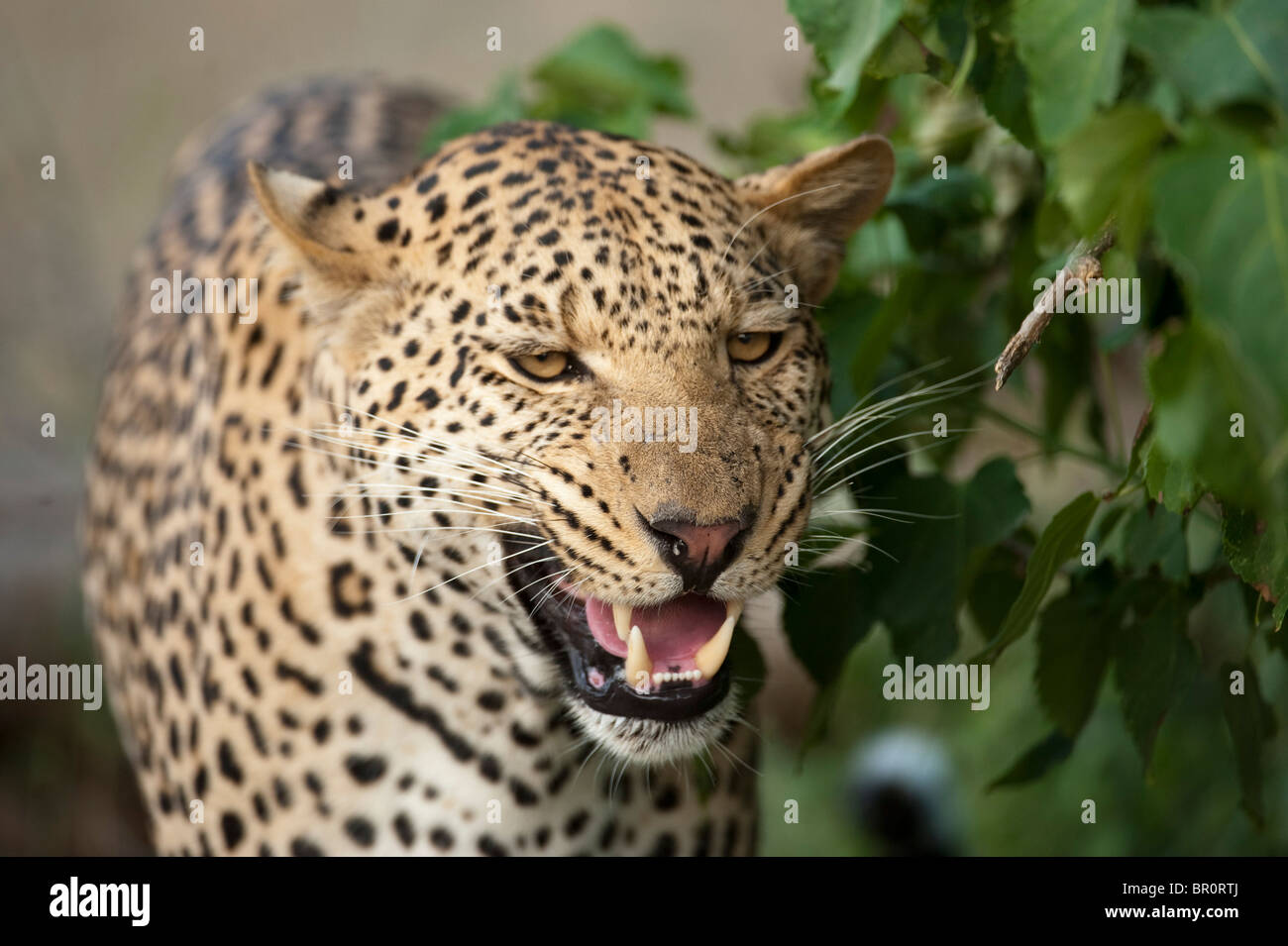 Leopard (Panthera pardus), Mashatu Game Reserve, tuli block, Botswana ...