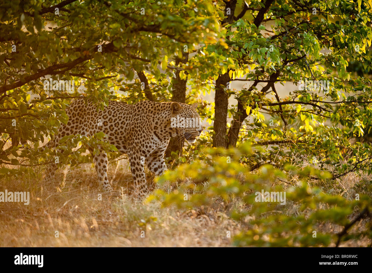 Leopard walking (Panthera pardus), Mashatu Game Reserve, tuli block ...