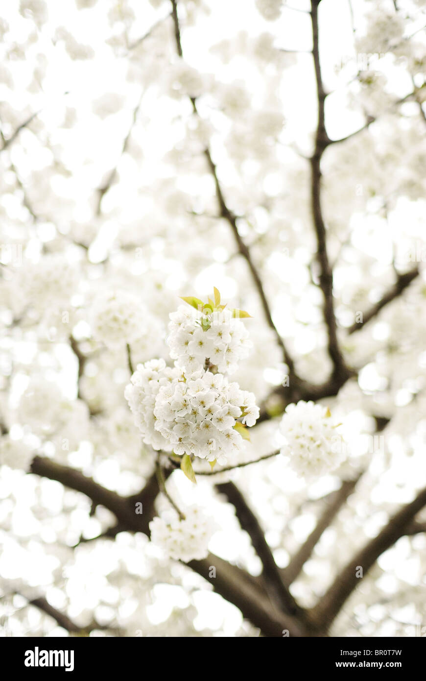 A cherry blossom tree in full bloom Stock Photo - Alamy