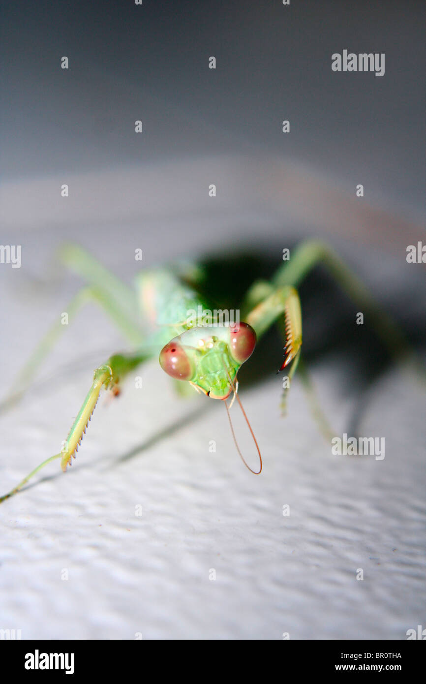 Green Praying Mantis (Hierodula membranacea) with red / brown eyes in ...
