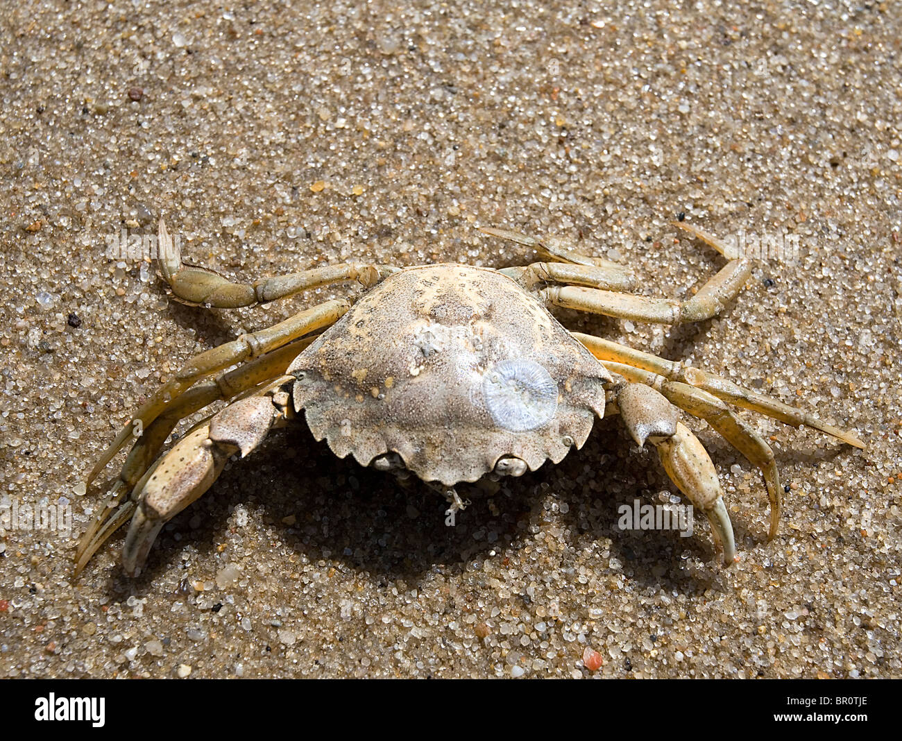 Exoskeleton crab hi-res stock photography and images - Alamy