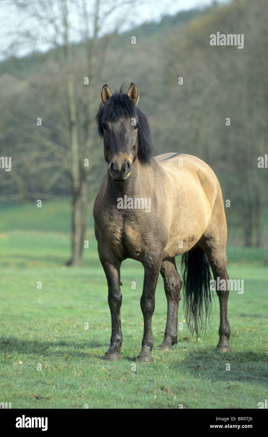 Hucul Pony (Equus ferus caballus) standing on a meadow Stock Photo - Alamy