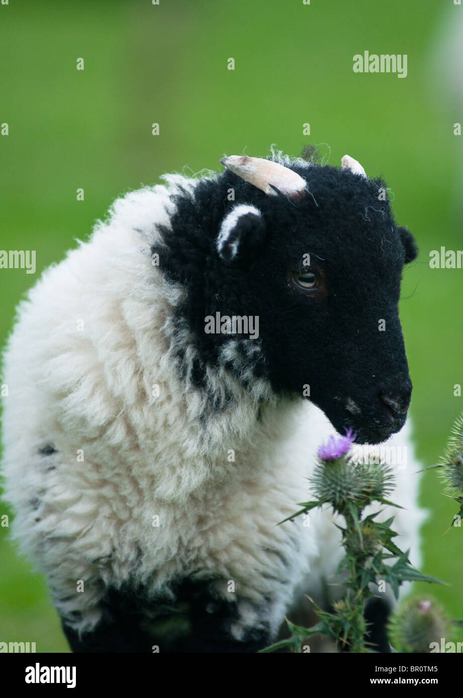 A black headed lamb smells the wild flowers in the Peak district ...