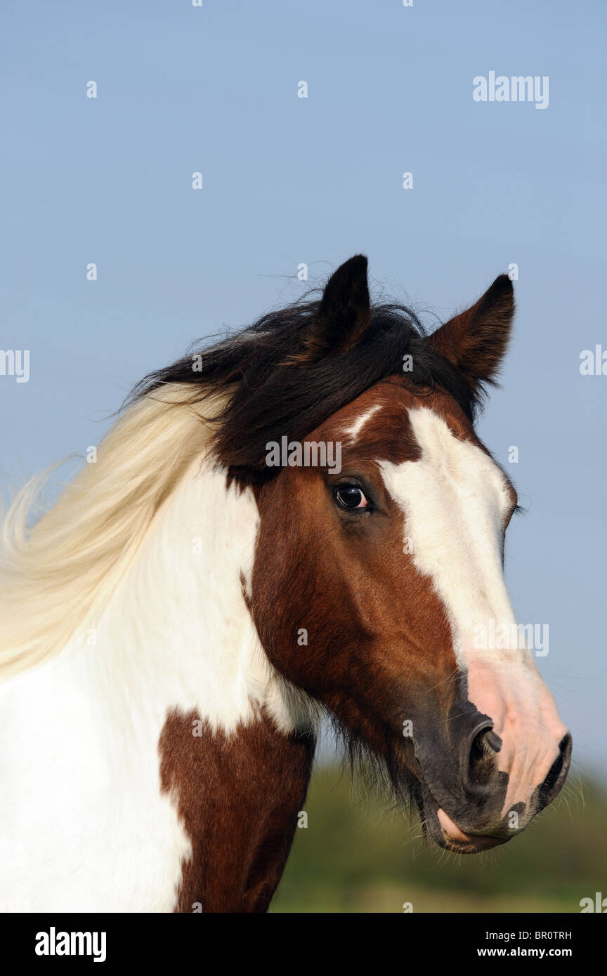 Gypsy vanner portrait hi-res stock photography and images - Alamy
