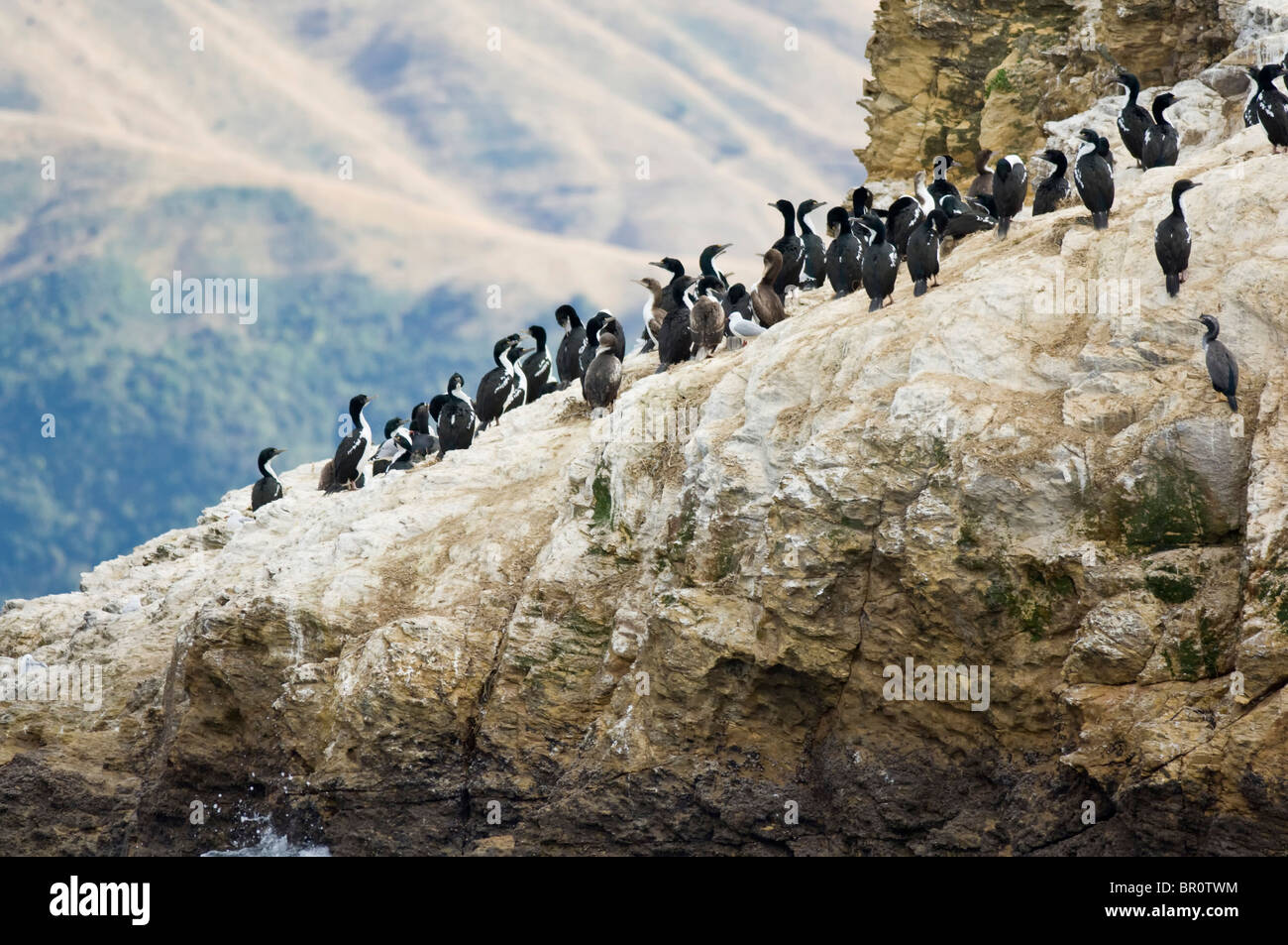 New Zealand, South Island, Marlborough Sounds. New Zealand king shag ...