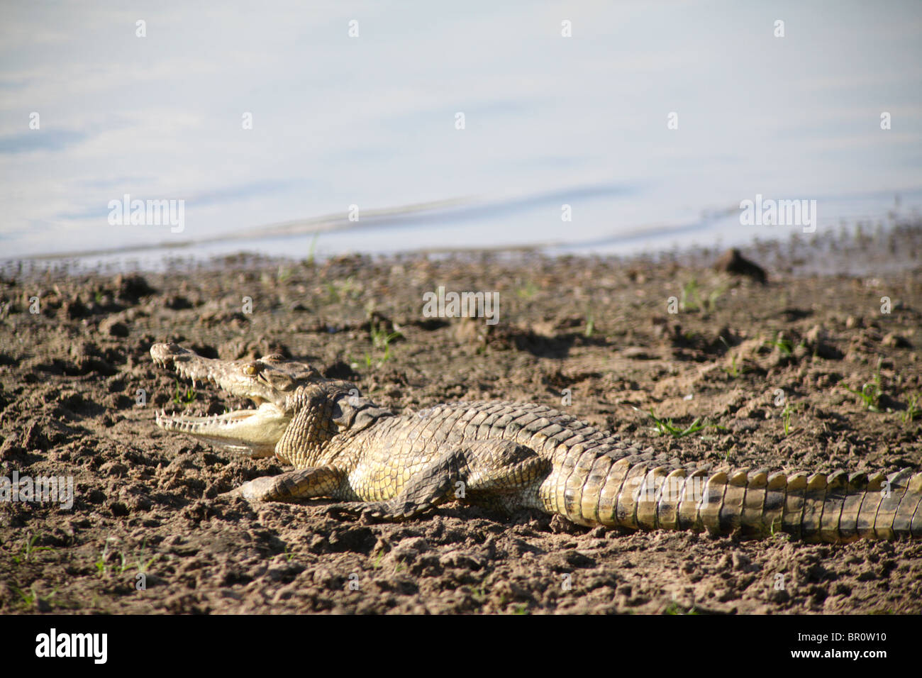 Crocodile sleeping with the open mouth to pant, Selous National Park ...
