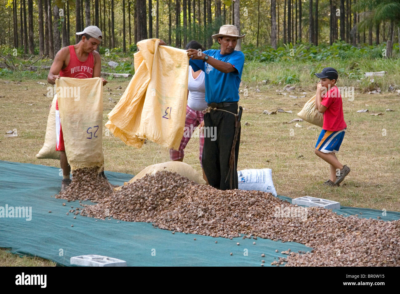 Costa Rican workers dry teak seed pods on a plantation near Tamarindo ...