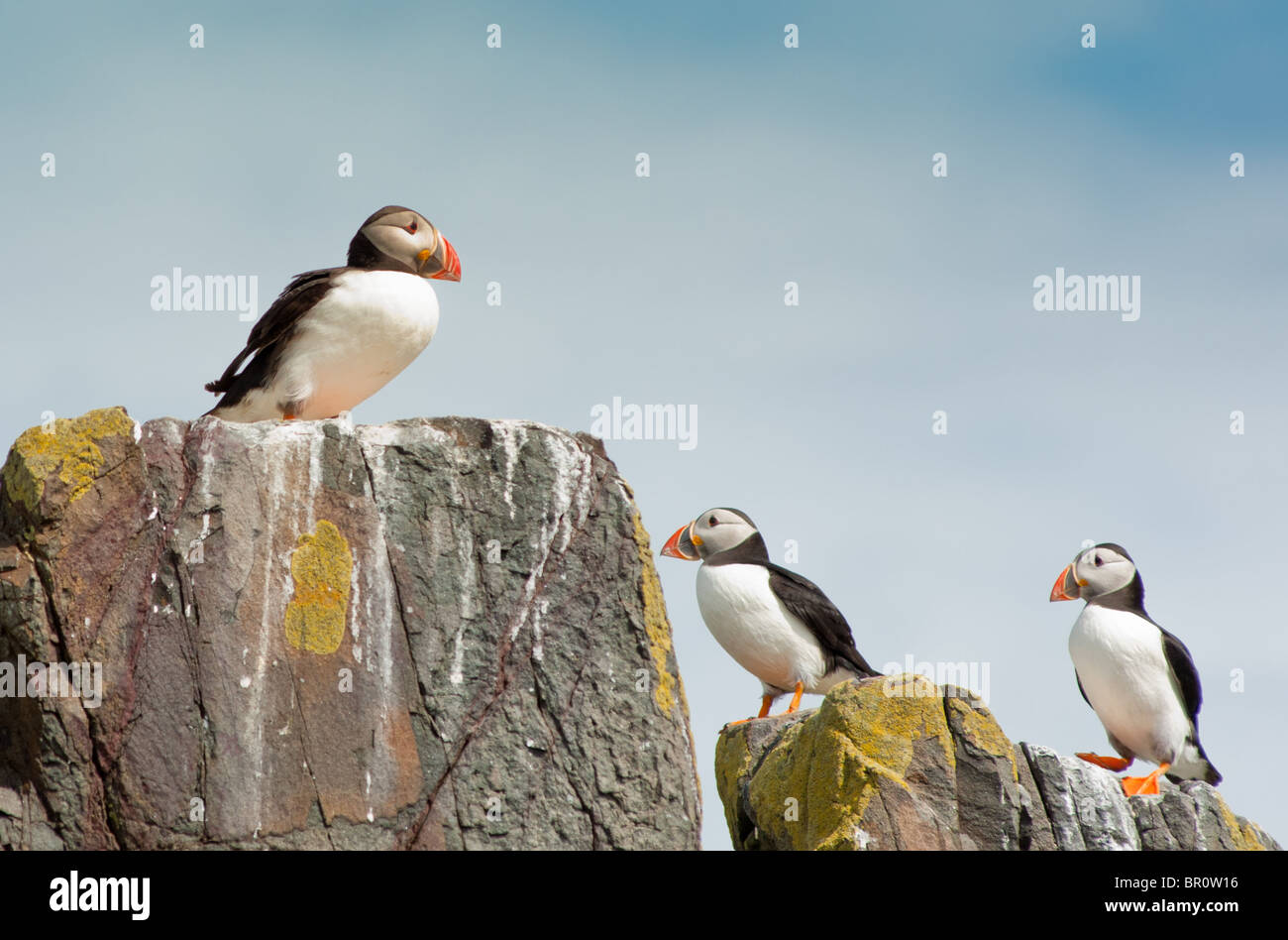 Puffins on rocks in the Farne Islands in Northumberland, England Stock ...