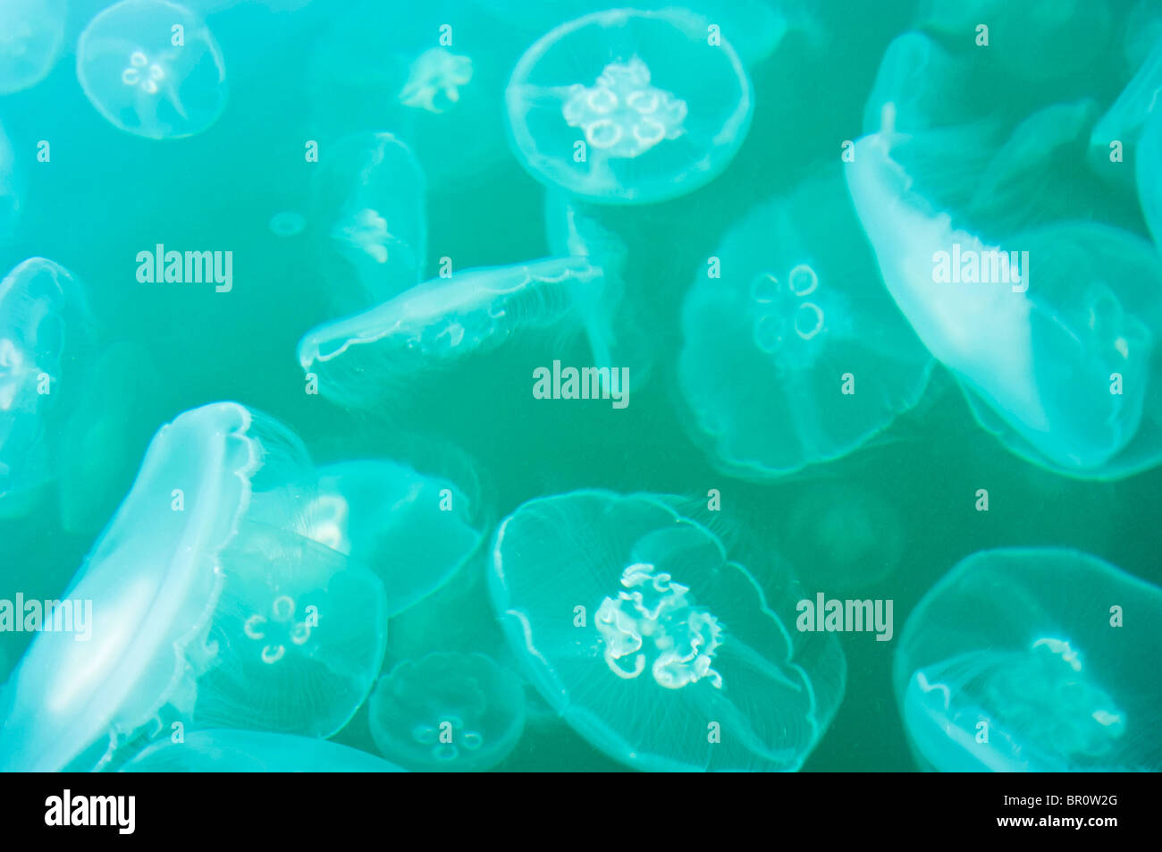 New Zealand, South Island, Marlborough Sounds. Common jellyfish ...