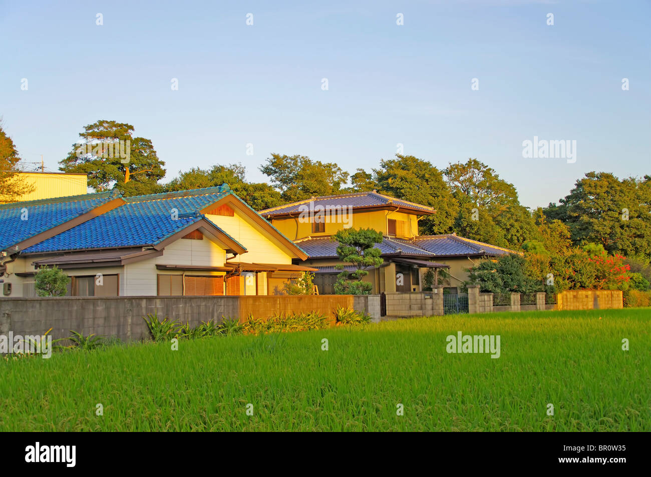 A rice field and traditional Japanese houses in the evening sun in ...