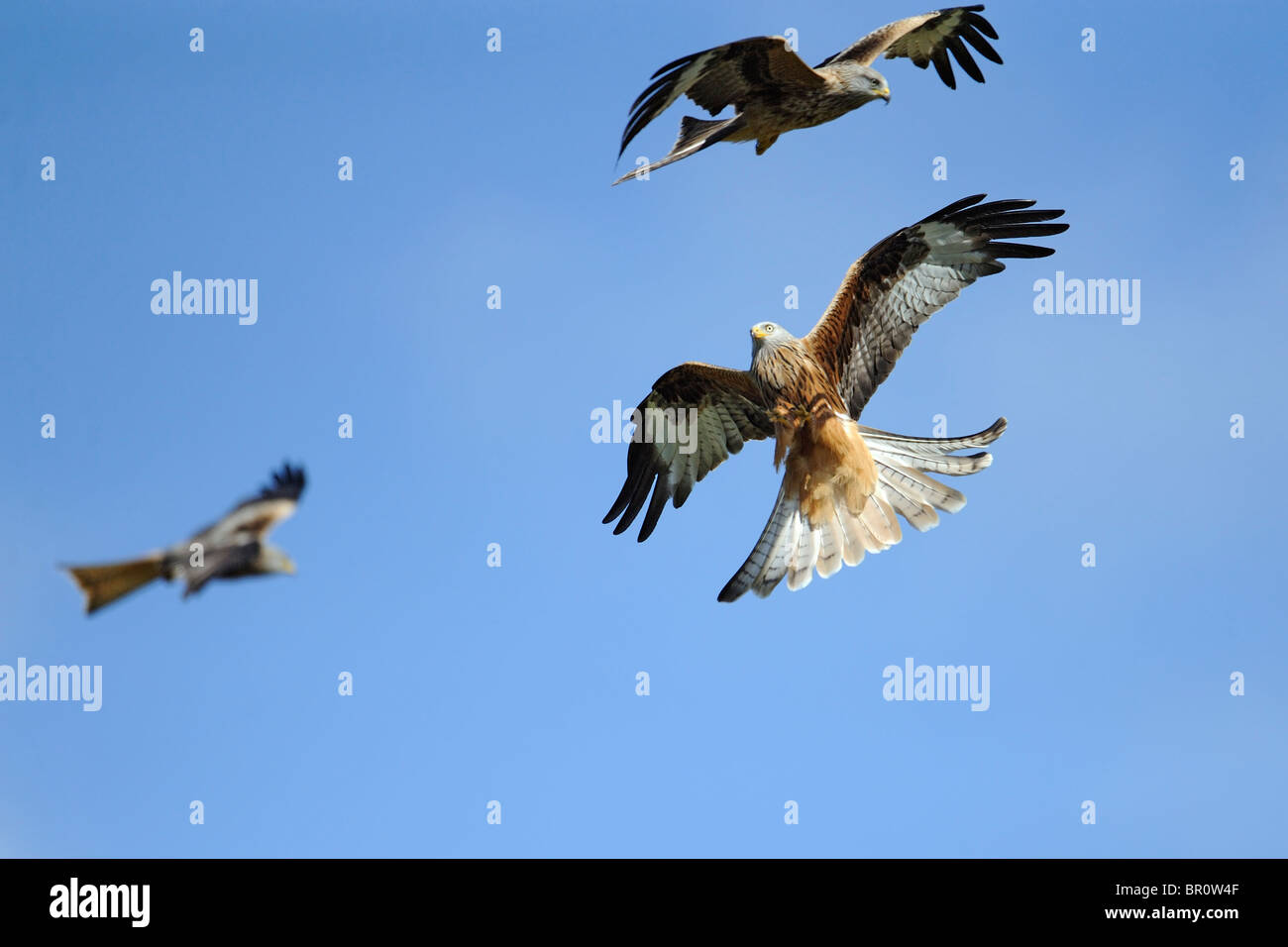 Red kites hi-res stock photography and images - Alamy