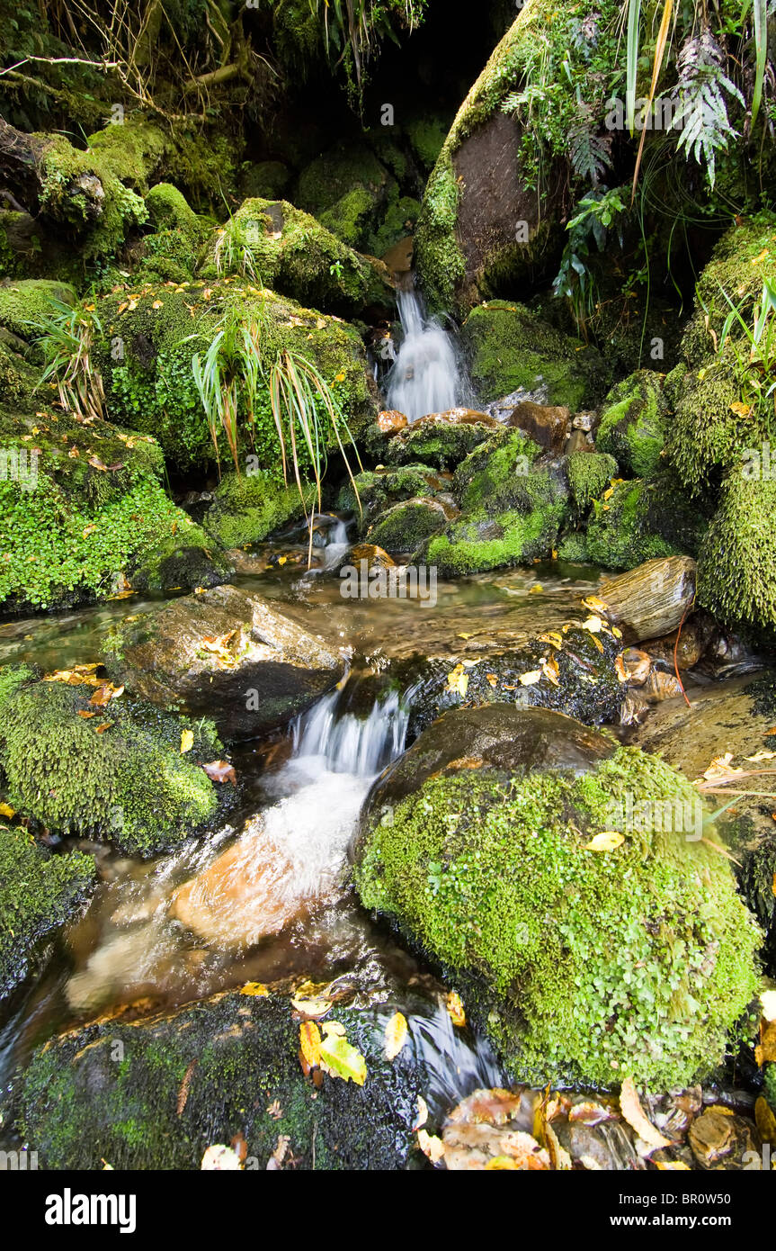 New Zealand, South Island, Westland National Park. Forest detail, moss ...