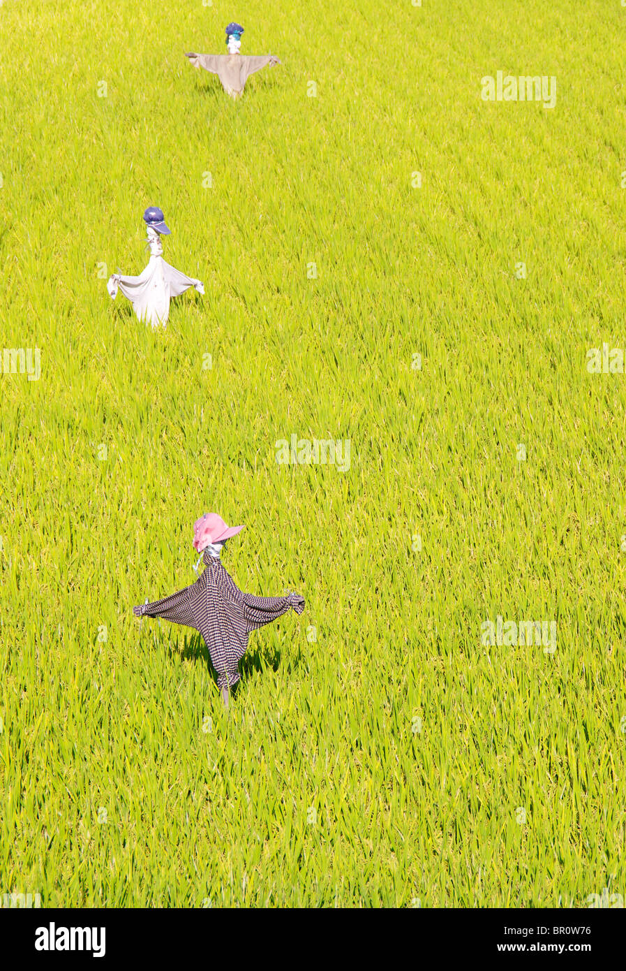 Rice paddy field agriculture scarecrow hi-res stock photography and ...