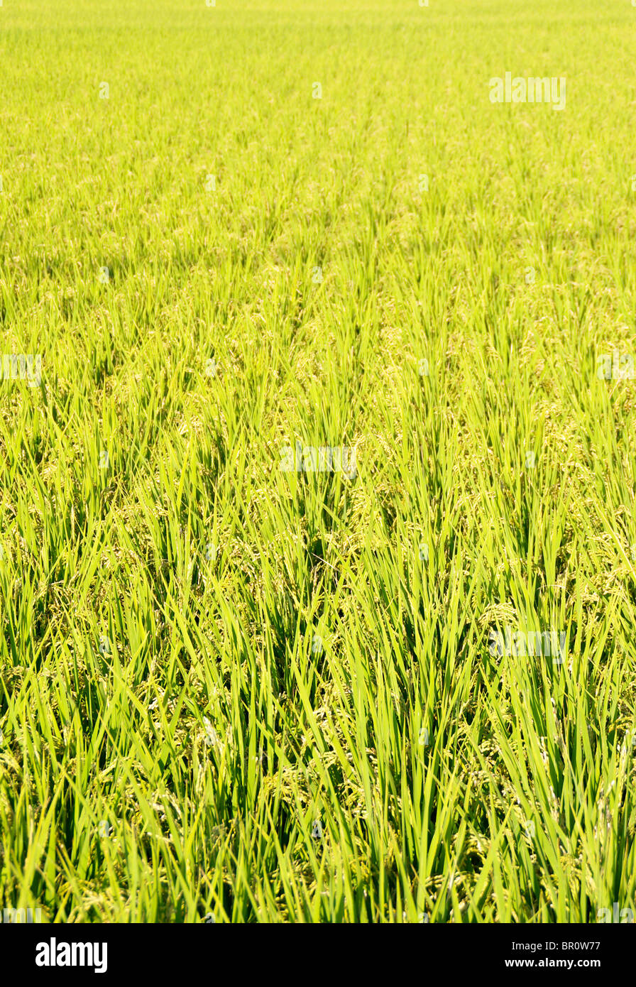 A view of a field of ripe rice Stock Photo - Alamy