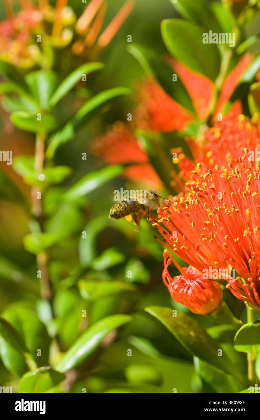 New zealand rata flower metrosideros hi-res stock photography and ...