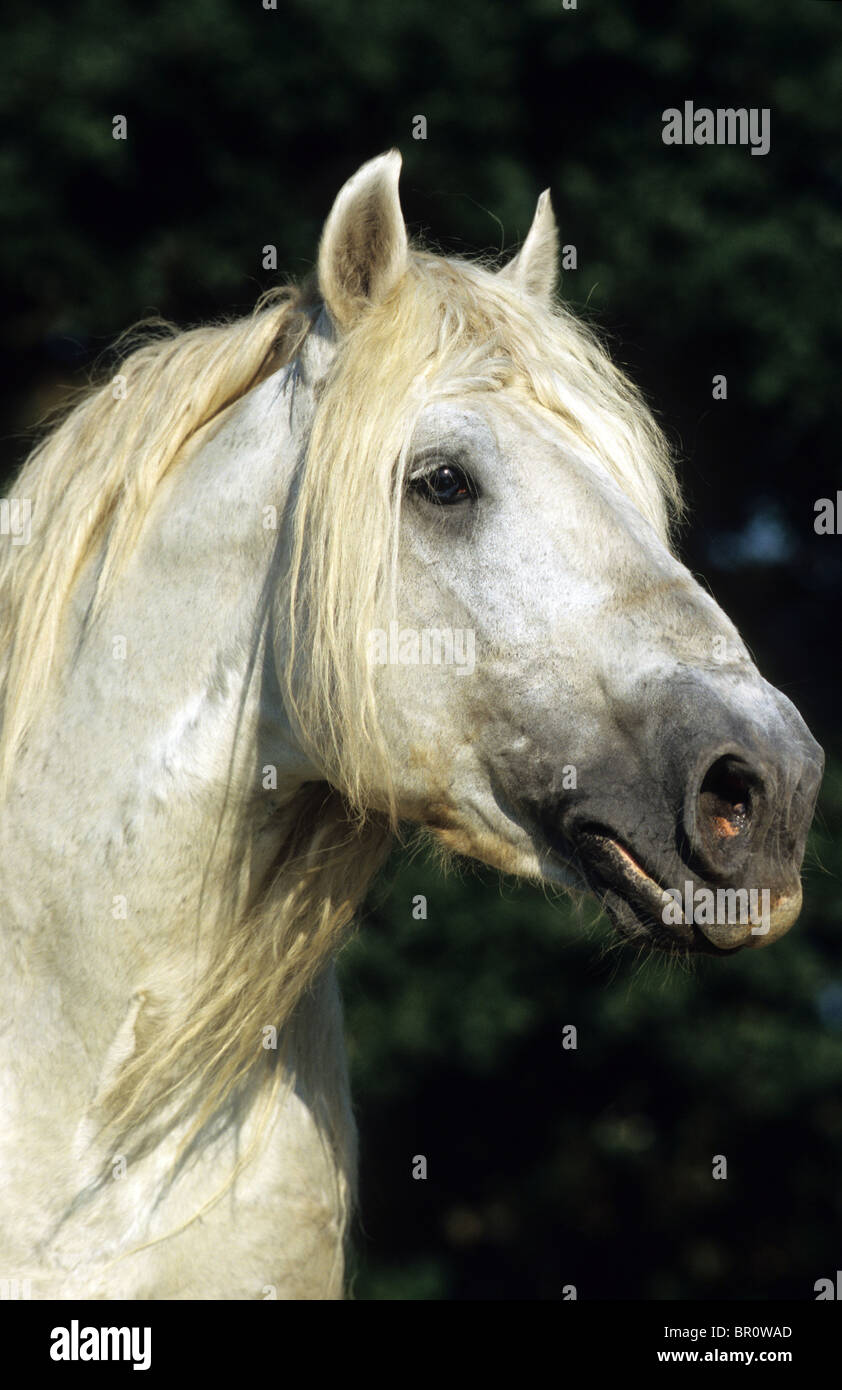 Percheron stallion hi-res stock photography and images - Alamy