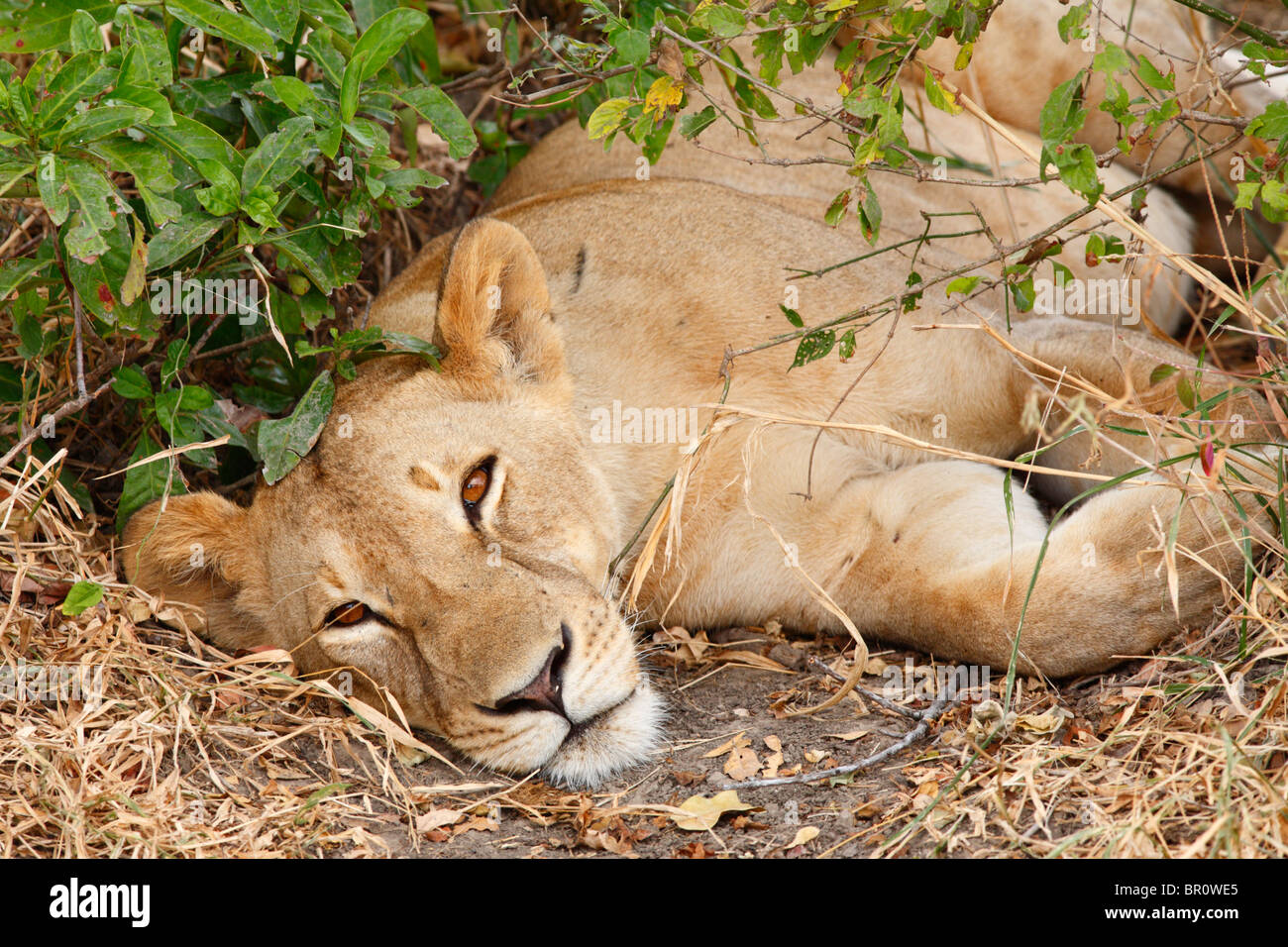 Lioness Panthera Leo, Selous Game Reserve, Tanzania Stock Photo - Alamy