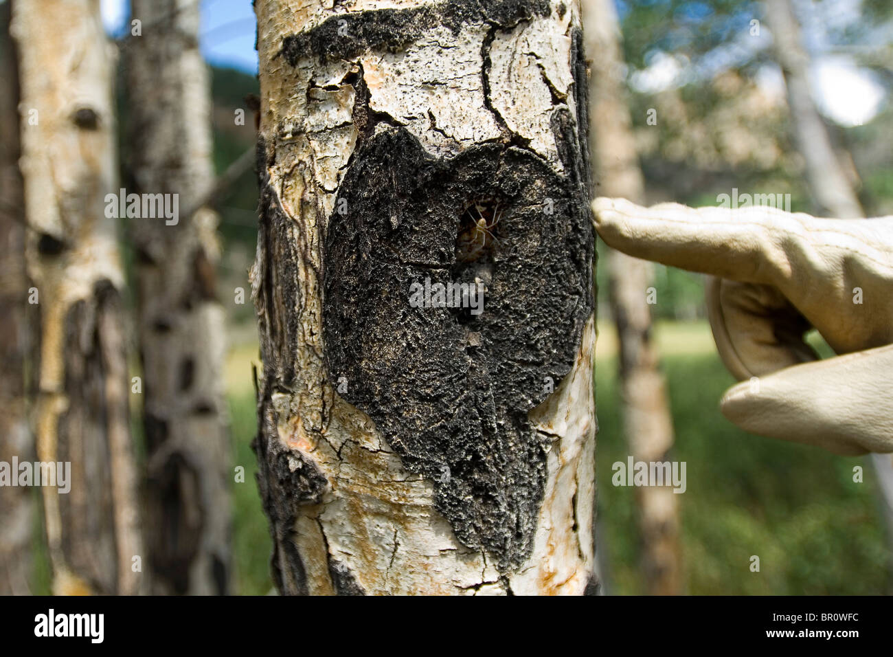Aspen trees dying in Colorado Stock Photo - Alamy