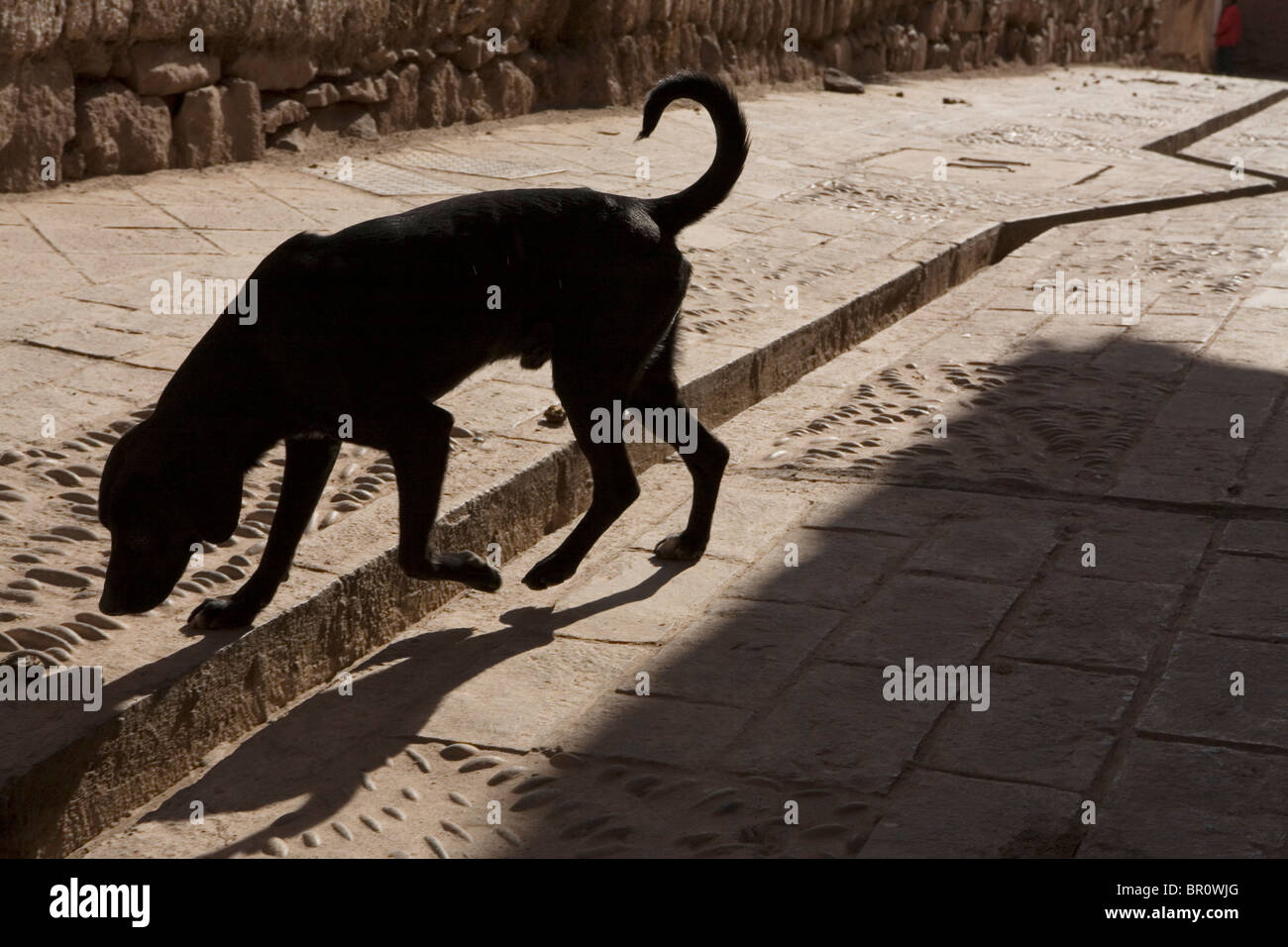 Street dog in Pisac, Peru Stock Photo - Alamy
