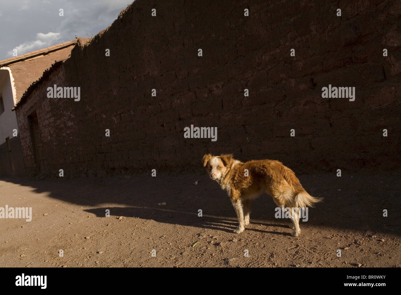 A street dog in Pisac, Peru Stock Photo - Alamy