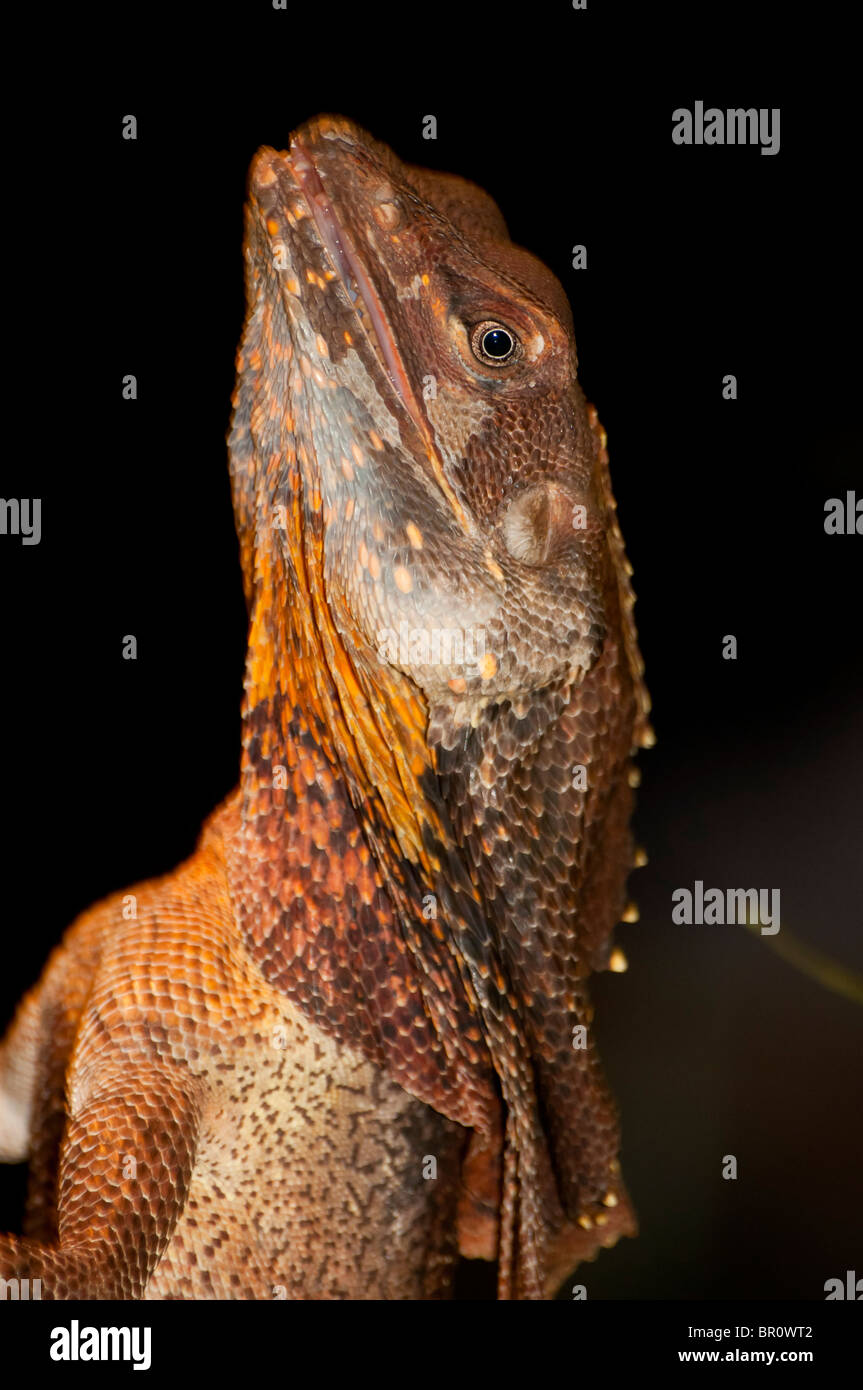 frill-necked lizard (Chlamydosaurus kingii) in Perth, Australia Stock ...