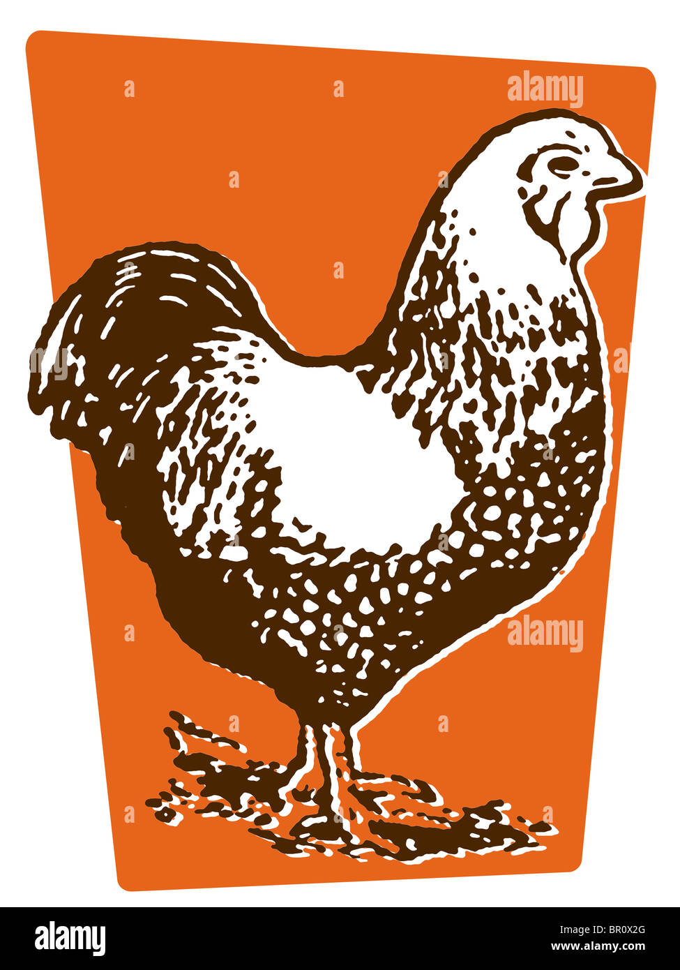 An illustration of a hen Stock Photo - Alamy