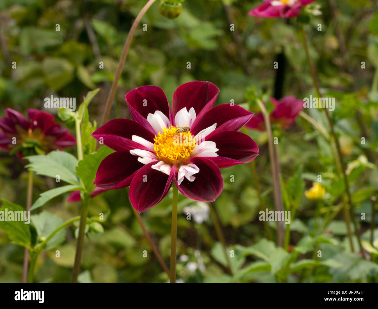 Collarette High Resolution Stock Photography and Images - Alamy