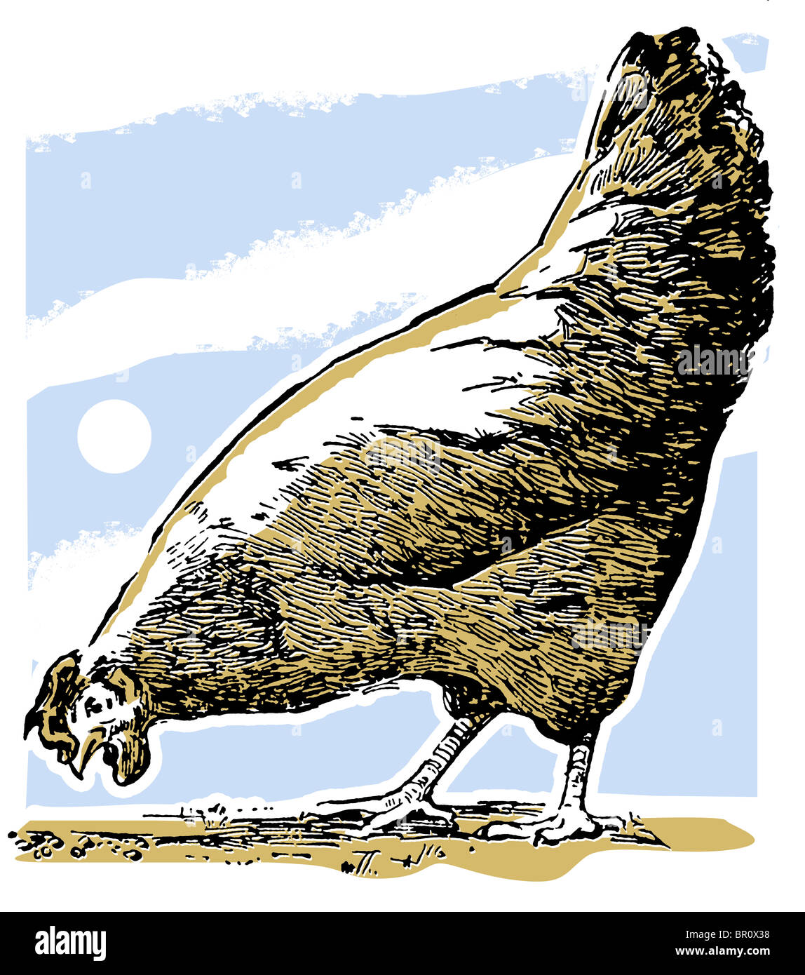 Bird ground Cut Out Stock Images & Pictures - Alamy