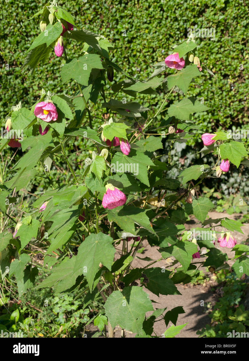 Abutilon malvaceae hi-res stock photography and images - Alamy