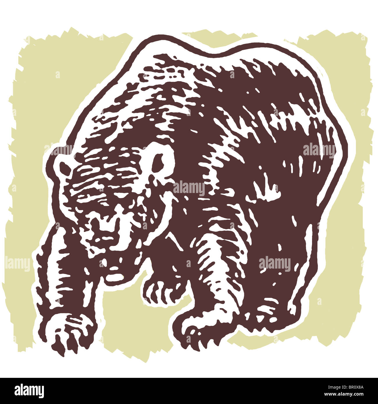 Fierce Bear Drawings