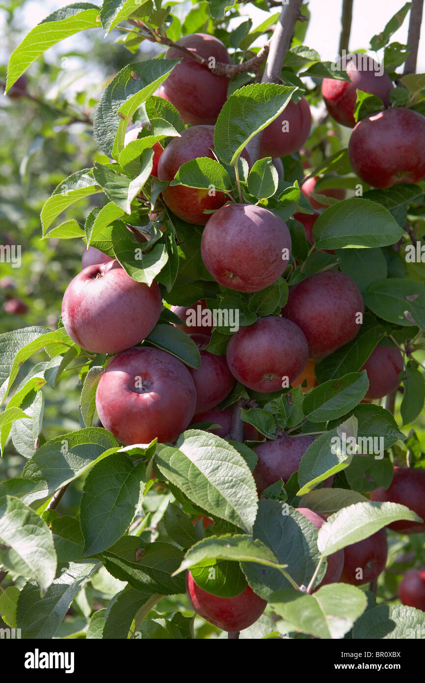 An apple tree at an orchard in Montreal, Canada Stock Photo - Alamy