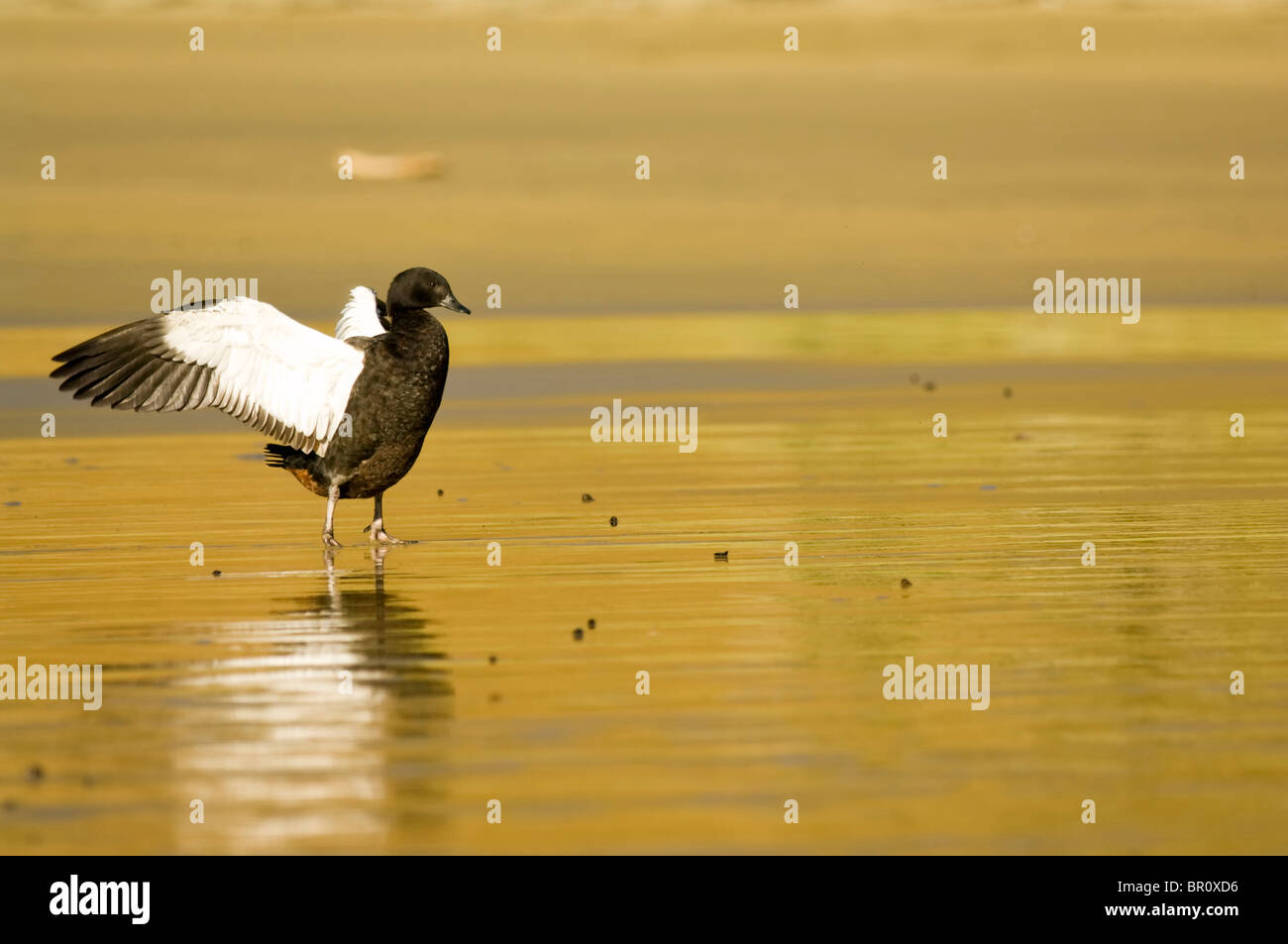 Paradise duck hi-res stock photography and images - Alamy