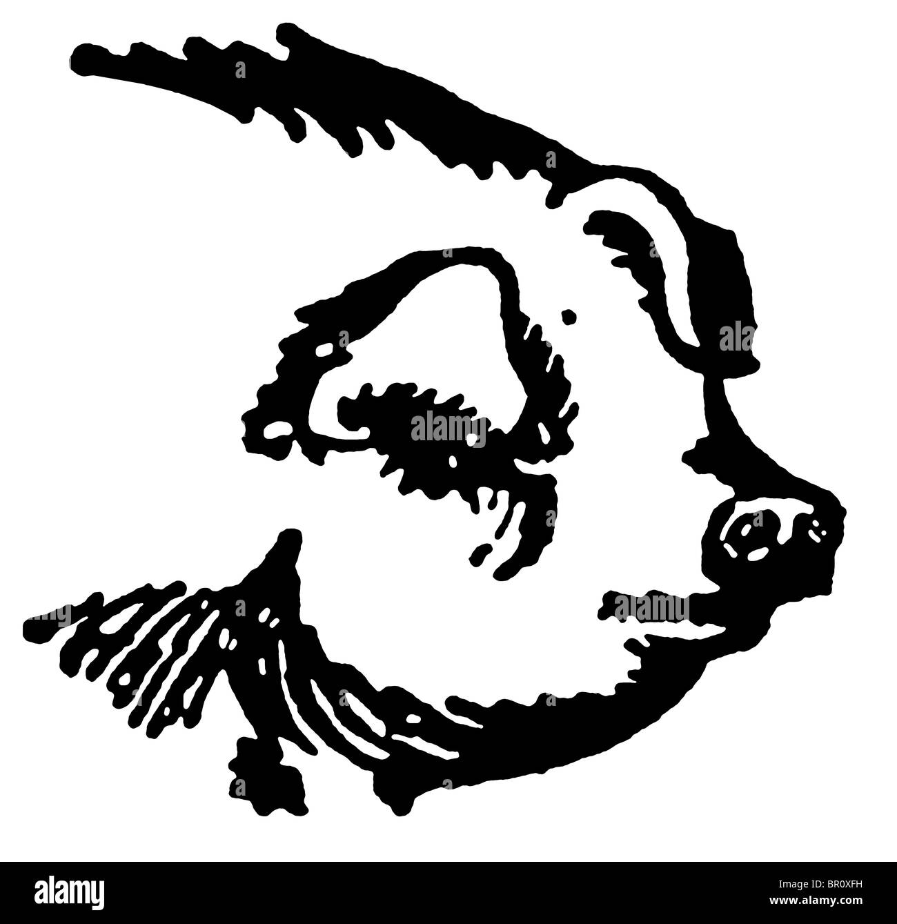 Large black pig in Black and White Stock Photos & Images - Alamy