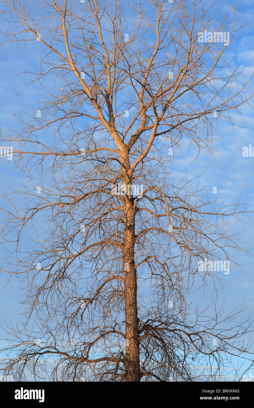 Leafless tree hi-res stock photography and images - Alamy