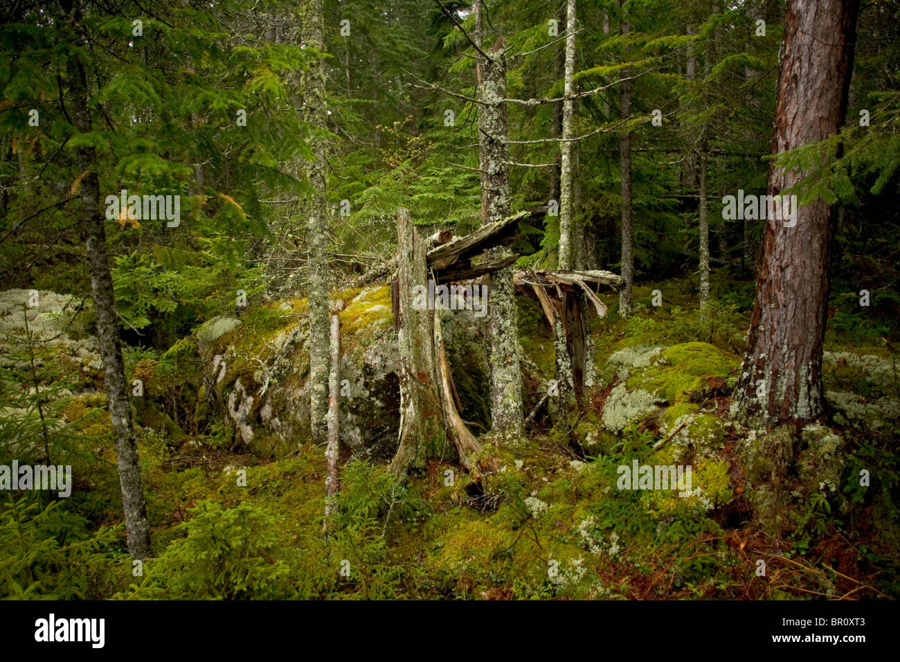 Old Growth Forest along the edge of the #5 bog in Maine's North Woods ...