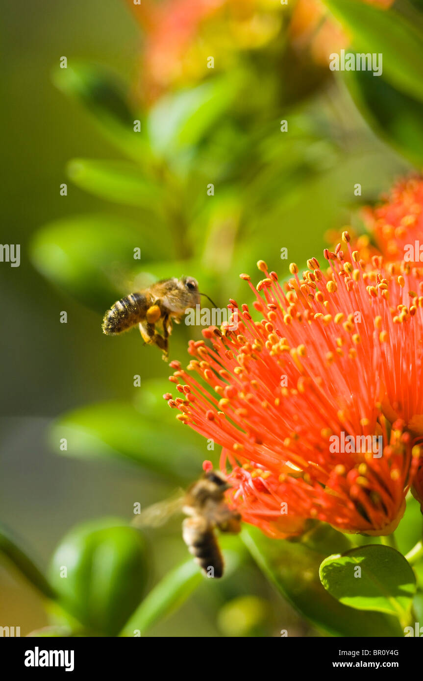 New zealand rata flower metrosideros hi-res stock photography and ...