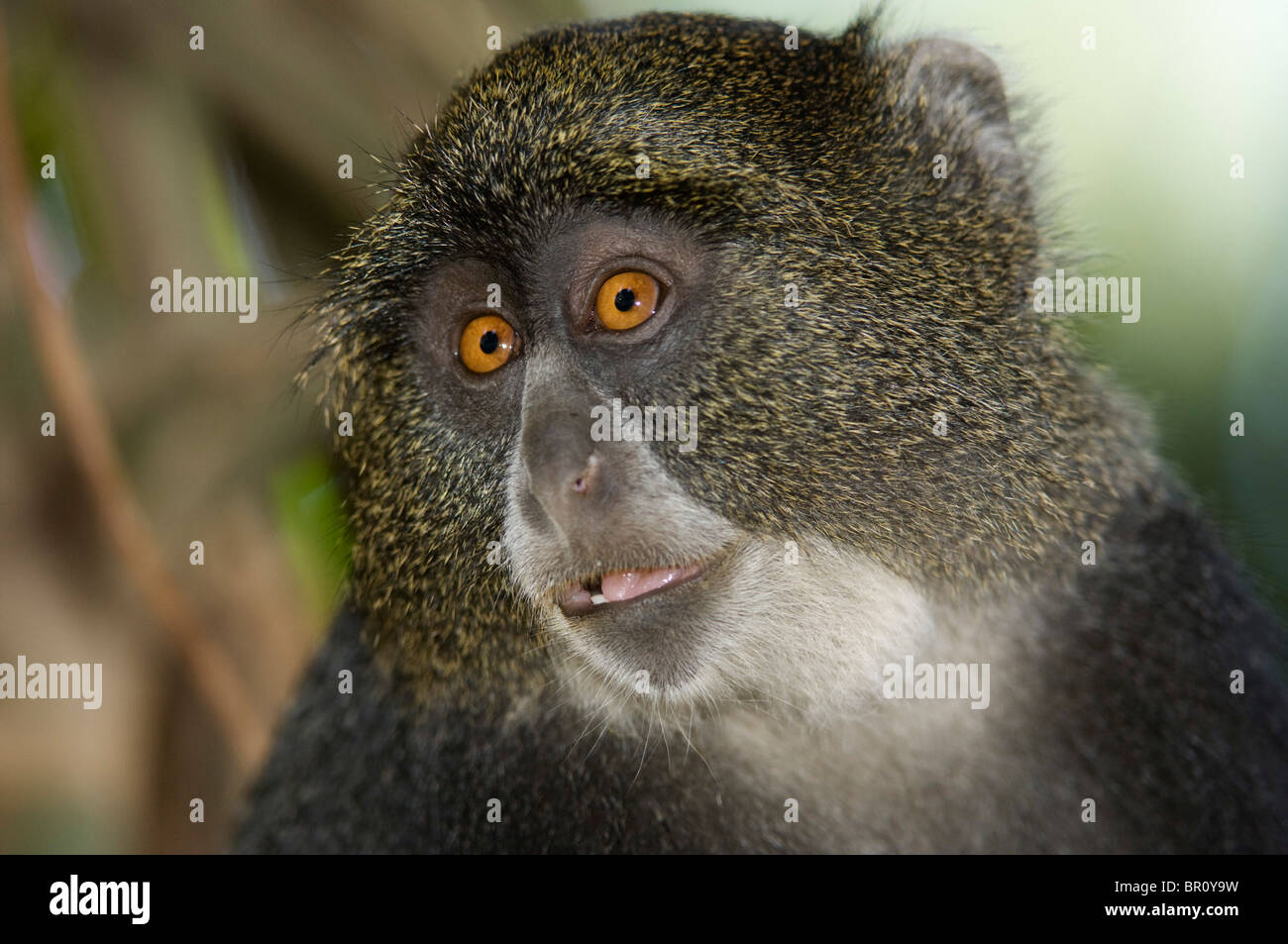 Sykes monkey (also Blue or Gentle monkey), Cercopithecus mitis ...