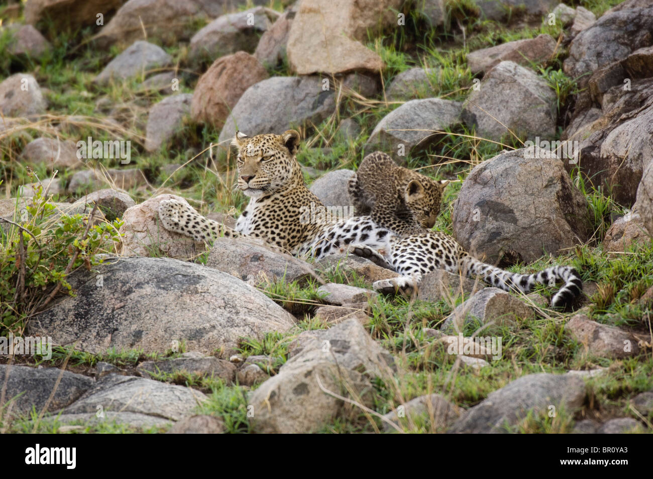African leopard cub hi-res stock photography and images - Alamy