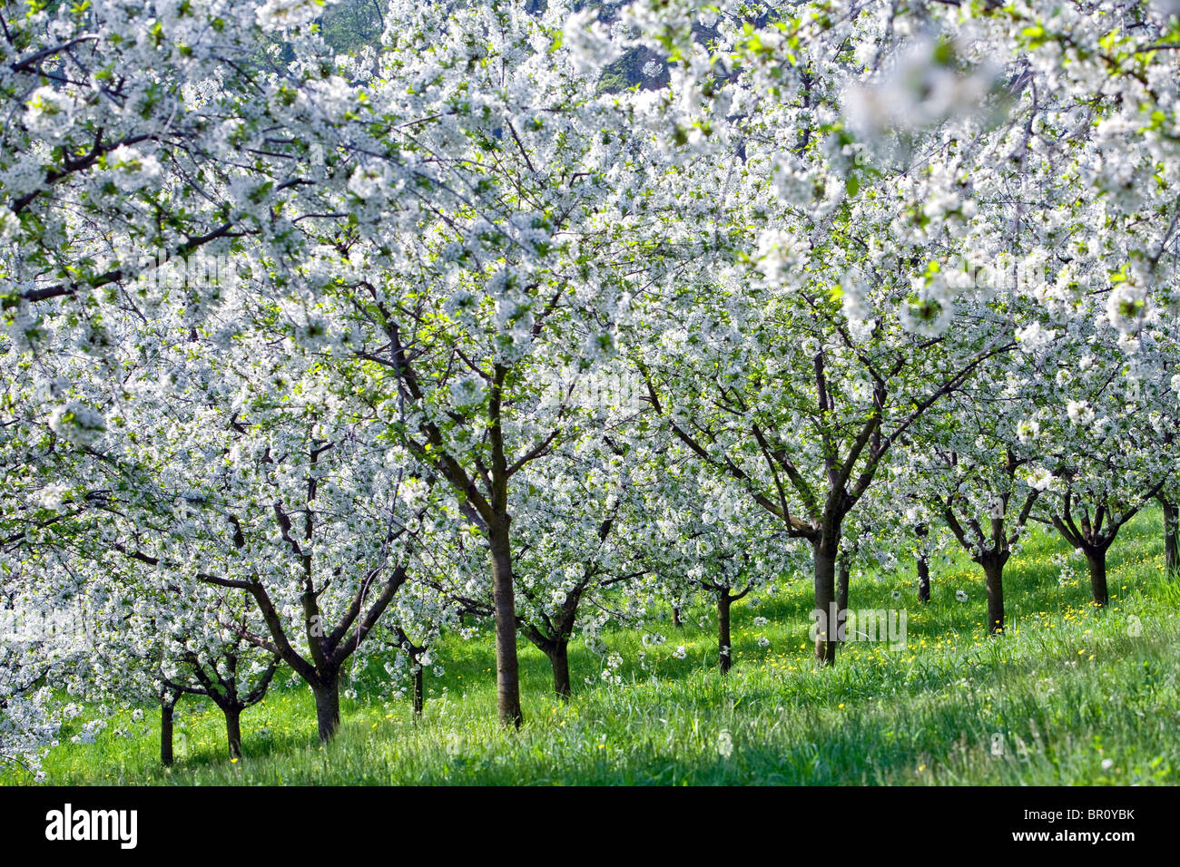 czech republic, prague - cherry trees in blossom on petrin hill in ...