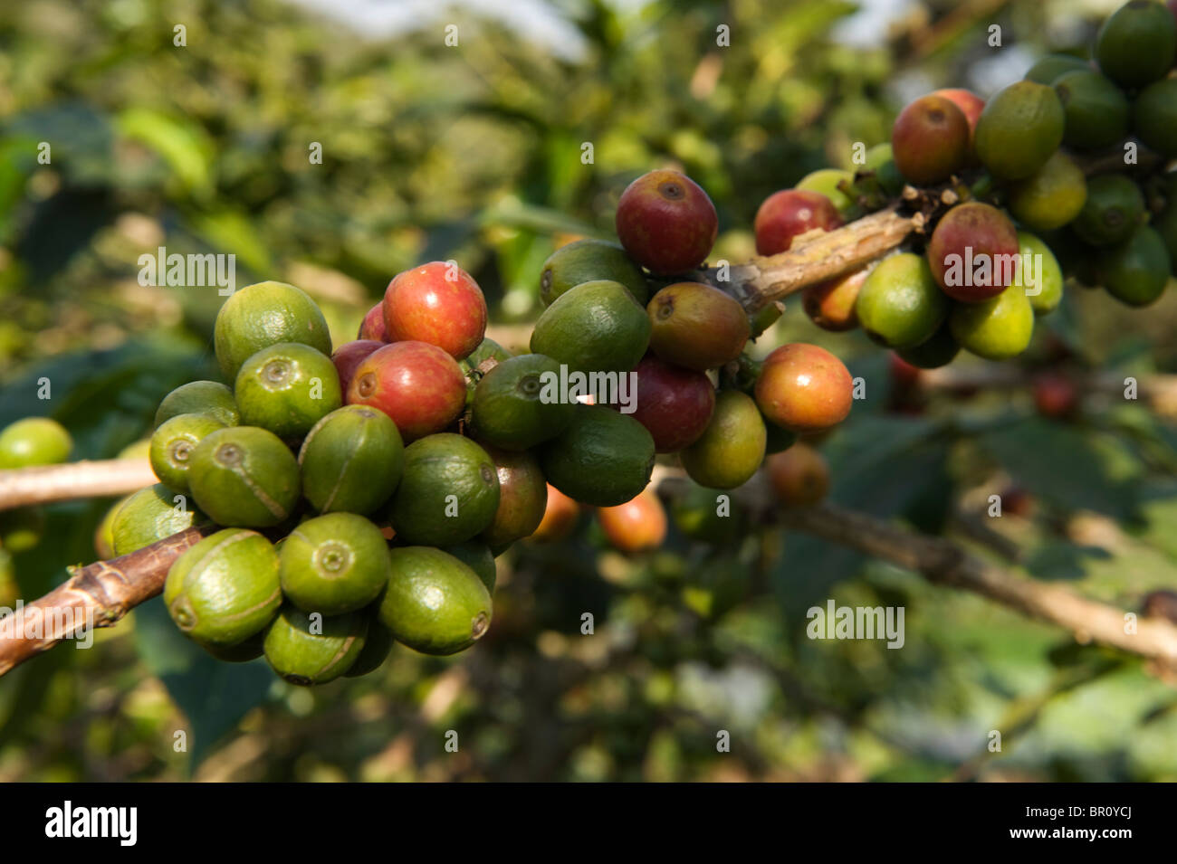 Karatu hi-res stock photography and images - Alamy