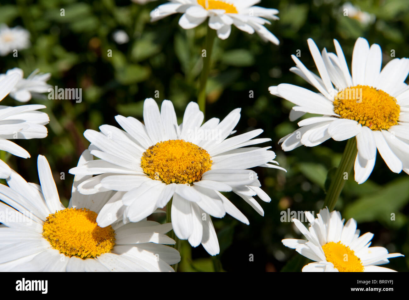 Types Of White Daisy