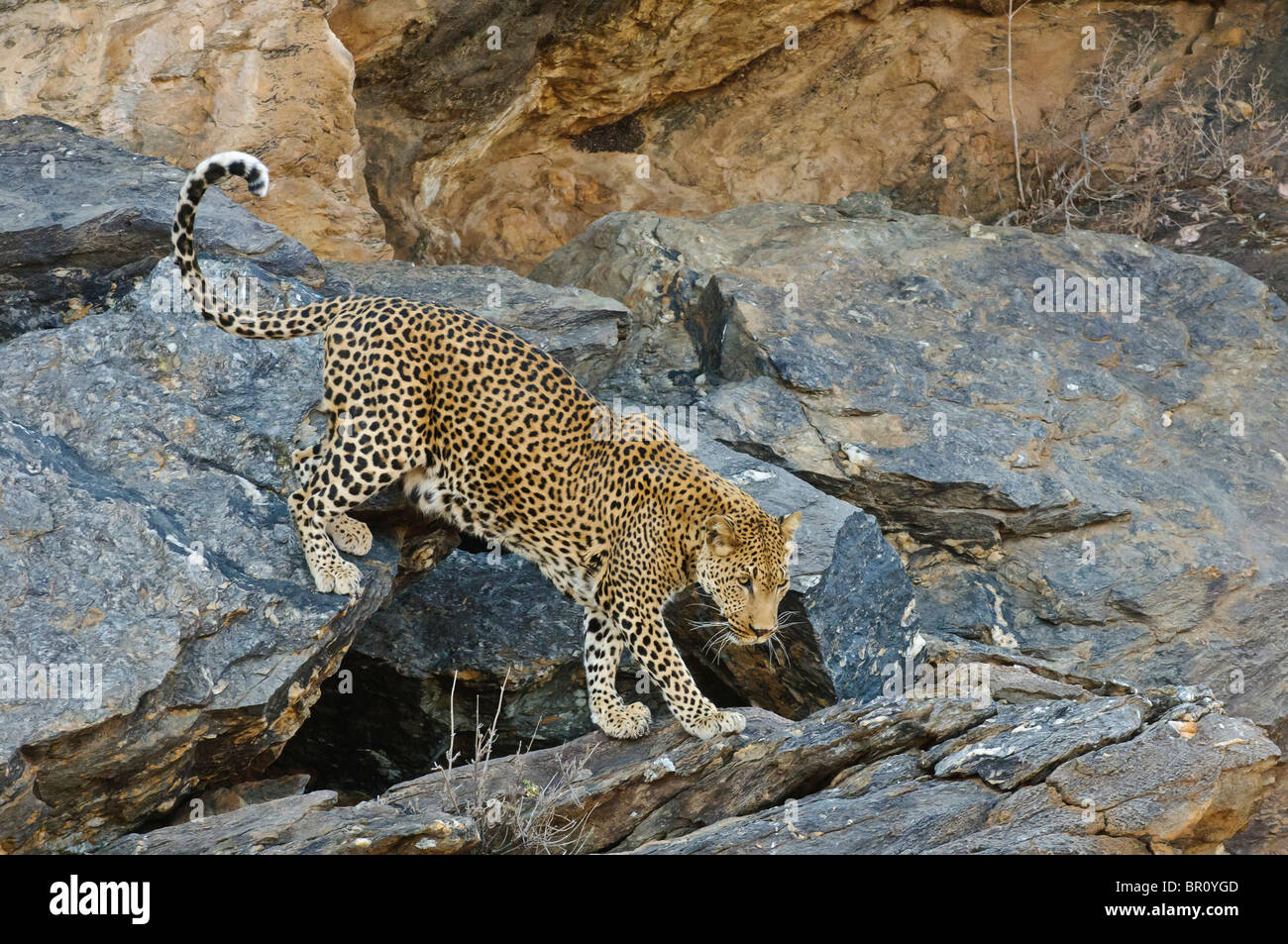 Leopard walking through hi territory. Image captured in namibia. Near ...