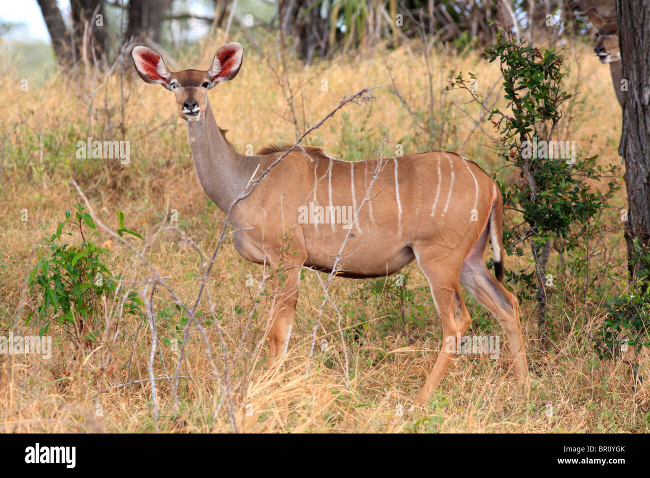 Female impala hi-res stock photography and images - Alamy