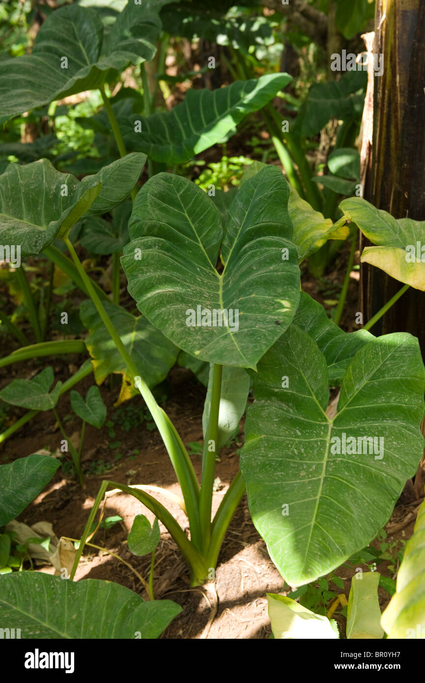 yam, subsistence farm, Moshi, Tanzania Stock Photo - Alamy