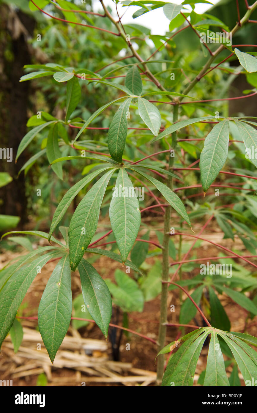 Cassava farm hi-res stock photography and images - Alamy