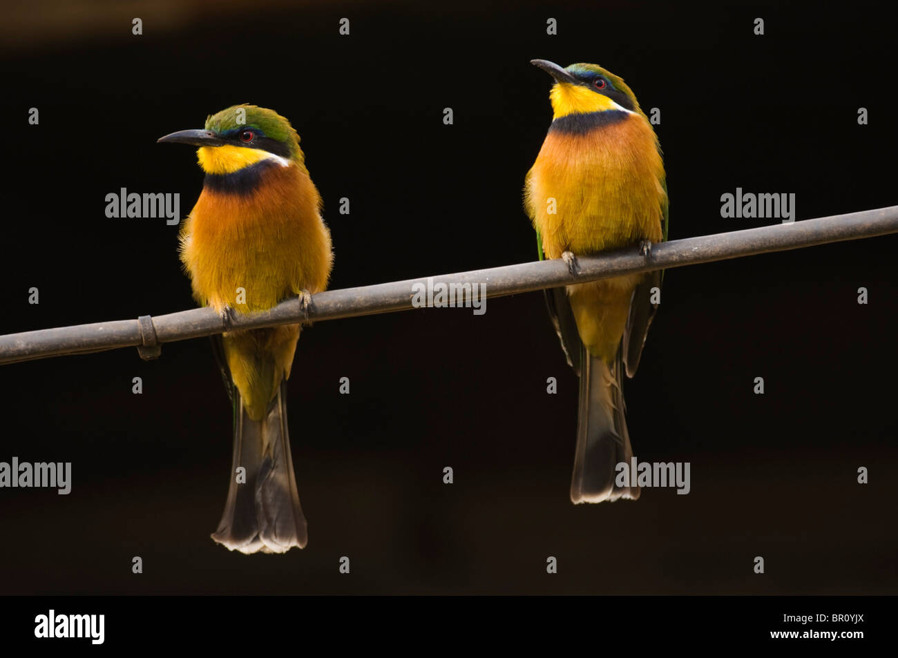 Cinnamon-chested bee-eater (Merops oreobates), Ngorongoro Conservation ...