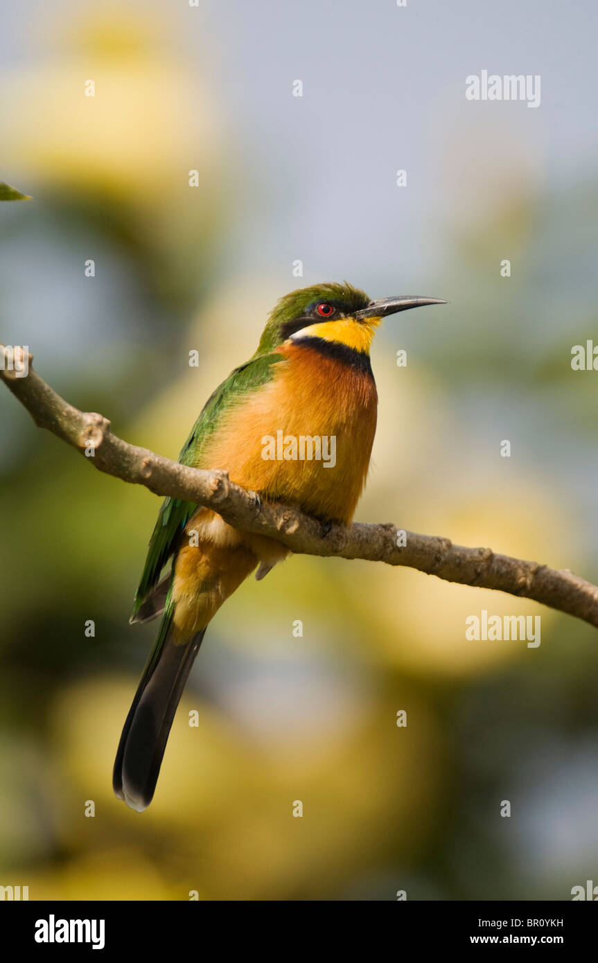 Cinnamon chested hi-res stock photography and images - Alamy